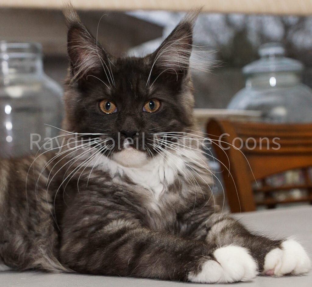 Retired - Maine Coon Kittens for Sale in Chicago | Maine Coons du Soleil